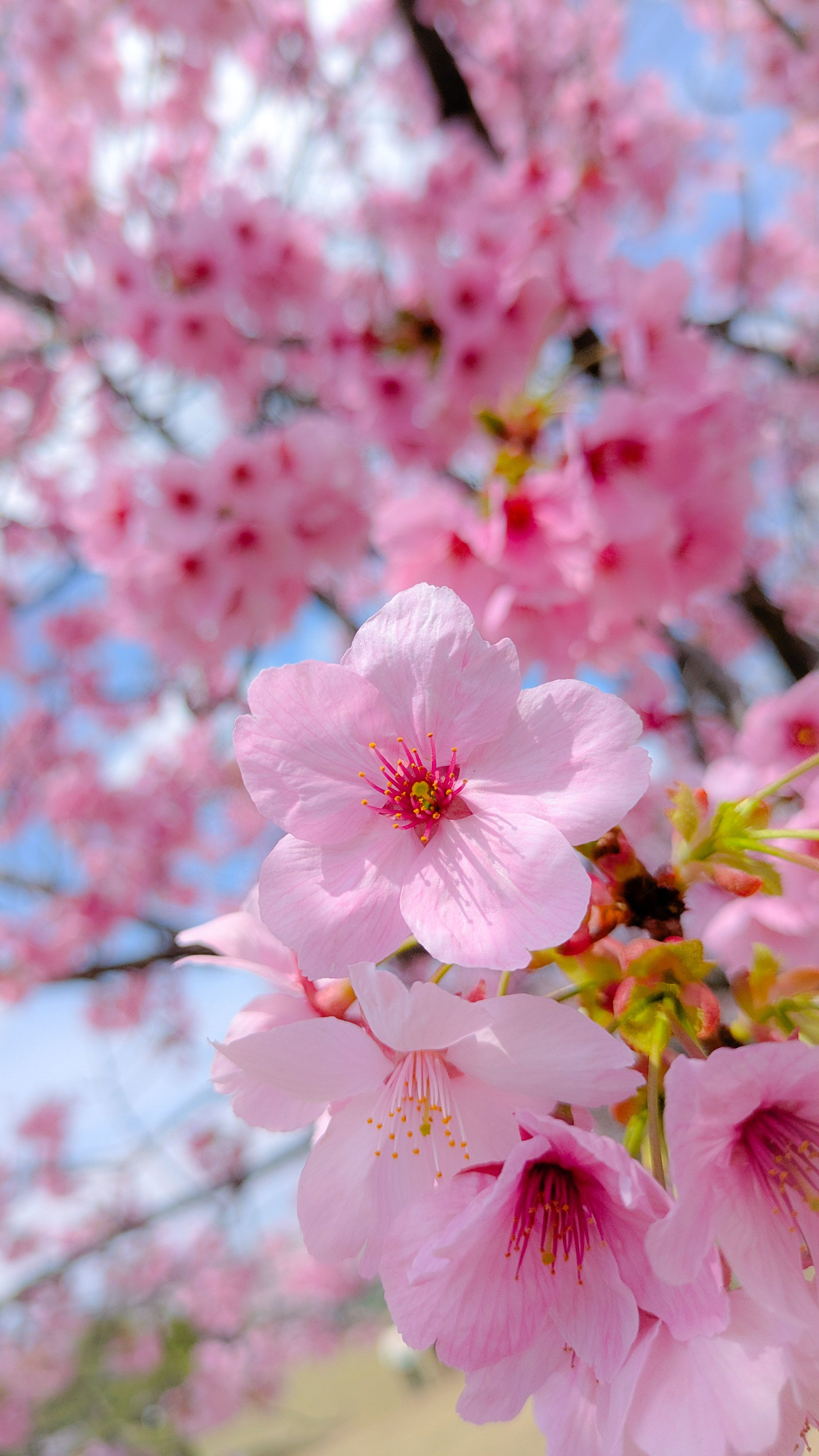 高松四日行程，咁樣好唔好？ | LIHKG 討論區